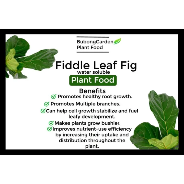 Fiddle Leaf Fig Complete Fertilizer | Lazada PH
