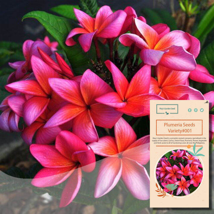 Red Kalachuchi Seeds, Plumeria Seeds - Variety#001 | Lazada PH