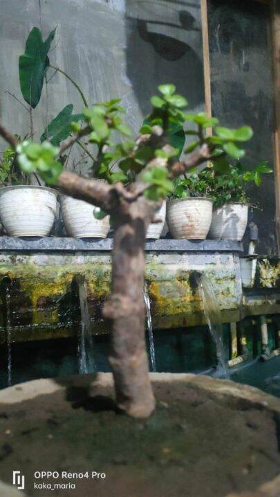 Tanaman Jade Bonsai tree REAL PICT Sesuai Gambar Free Pot Mame 00102 ...