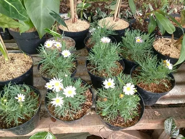 desi bunga putih | Lazada Indonesia