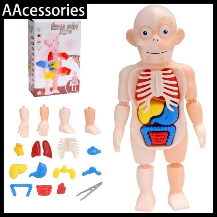 Diantuo Toy .ph Science 3D Puzzle Human Body Organ Model Anatomy ...