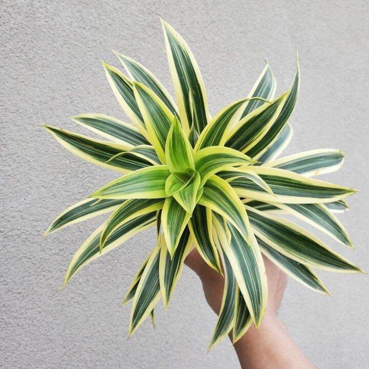 Tanaman Hias Dracaena Song Of India - drasena song of india - Tanaman ...