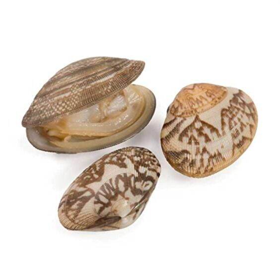 [TASTY FROZEN] Whole Shell Clam 啦啦 500g | Lazada