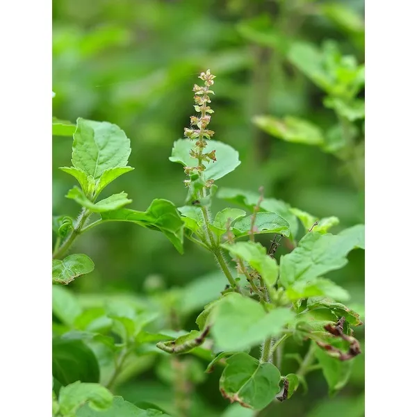 VICTORY SEED 25 Lembar Daun Kering Ruku Ruku Lampes Kemangi Hutan Thai ...