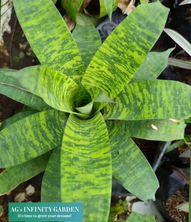 Rare Bromeliad Plant " Neoregelia Goudaea Ospinae " Live Plant with ...