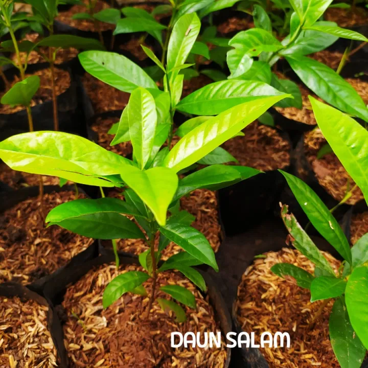 Tanaman herbal daun salam - Pohon salam - Bibit pohon salam | Lazada ...
