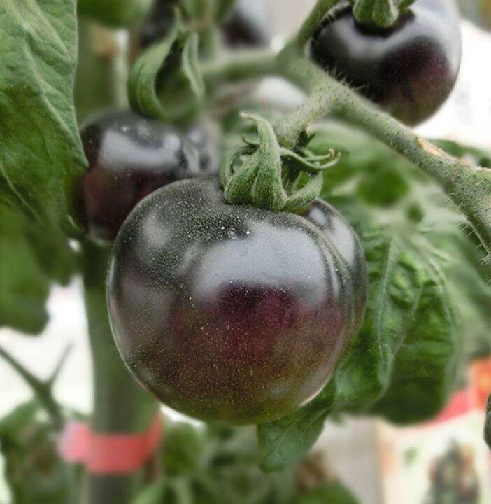 buy 1 take 1，50 seeds (not plants)VICTORY SEED Biji Buah Tomat Hitam ...