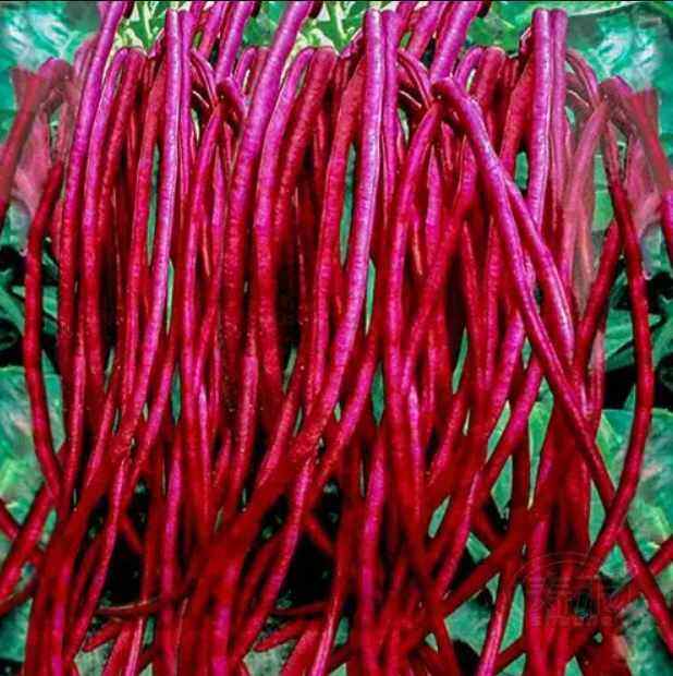Dwarf Frameless Chinese Long Red Beans Sitao Vegetable Seeds ( 30 seeds ...