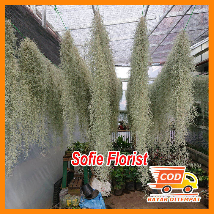 Janggut Musa - Tanaman Hias gantung Janggut Musa / Janggut Dewa ...