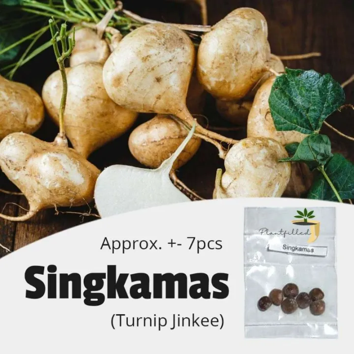 [Plantfilled] Turnip Singkamas Jinkee Seeds | Vegetables - Approx. 50 ...