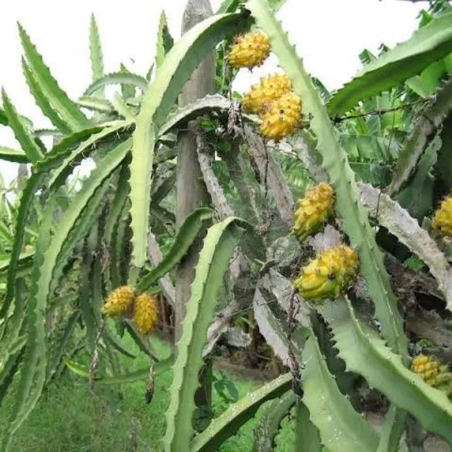 Golden yellow isis dragon fruit cuttings | Lazada PH