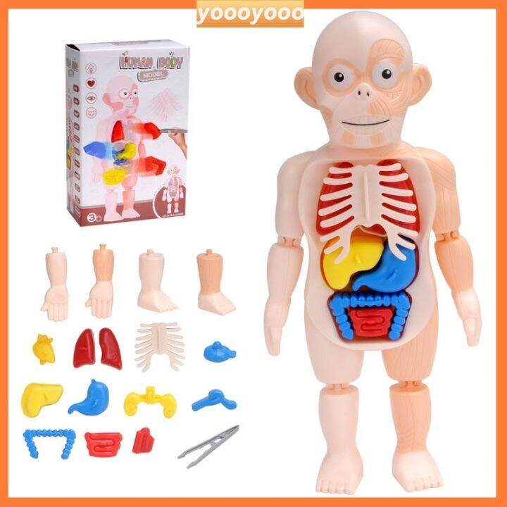 Science 3D Puzzle Human Body Organ Model Anatomy Toy Teaching Tool ...