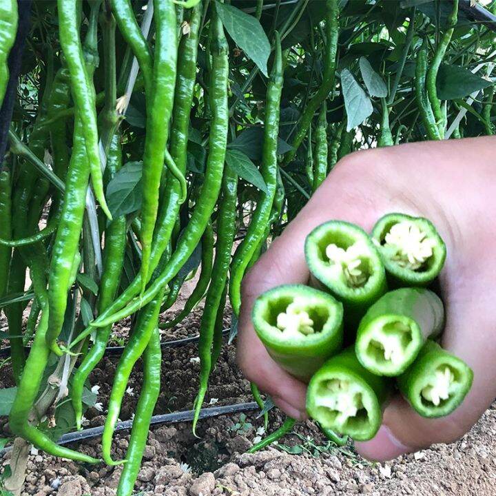 Green Long Chilli Seeds Red Chilli Seeds Vegetable seeds | Lazada PH