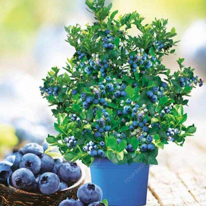 [Easy to grow in the Philippines] 50pcs Blueberry Seeds for Planting ...