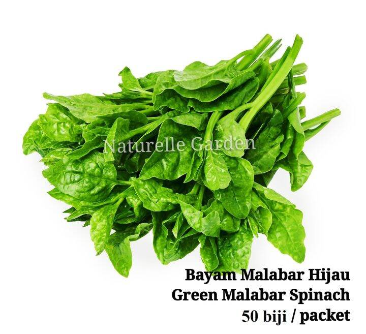 Benih Sayur Bayam Malabar Hijau Green Malabar Spinach Seed Benih Sayur ...