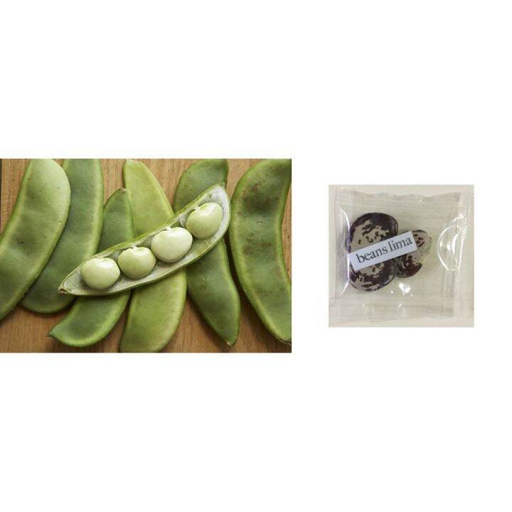 lima beans butter legumes vegetable seeds patani | Lazada PH