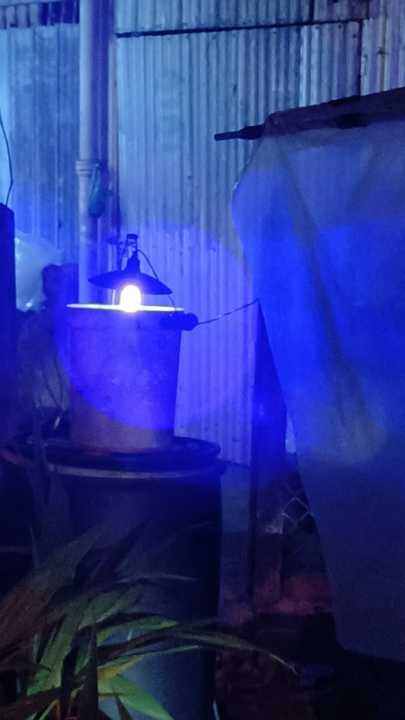 SOLAR INSECT ULTRAVIOLET LIGHT TRAP 1 SET | Lazada