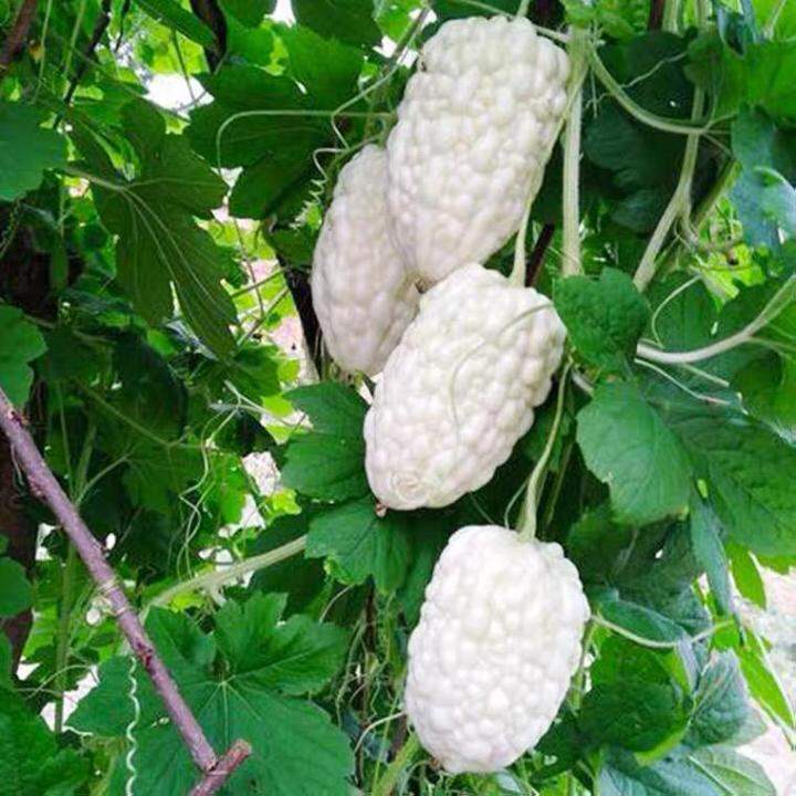 Biji Benih Peria Epal Putih (8 Seeds) / 白苹果苦瓜籽 / White Bitter Gourd ...
