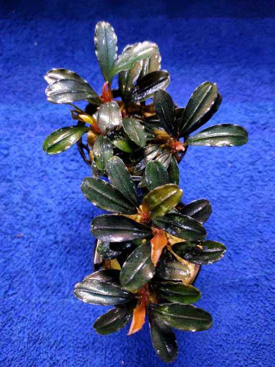 Bucephalandra Bucep Brownie Brown Aquatic Plant | Lazada