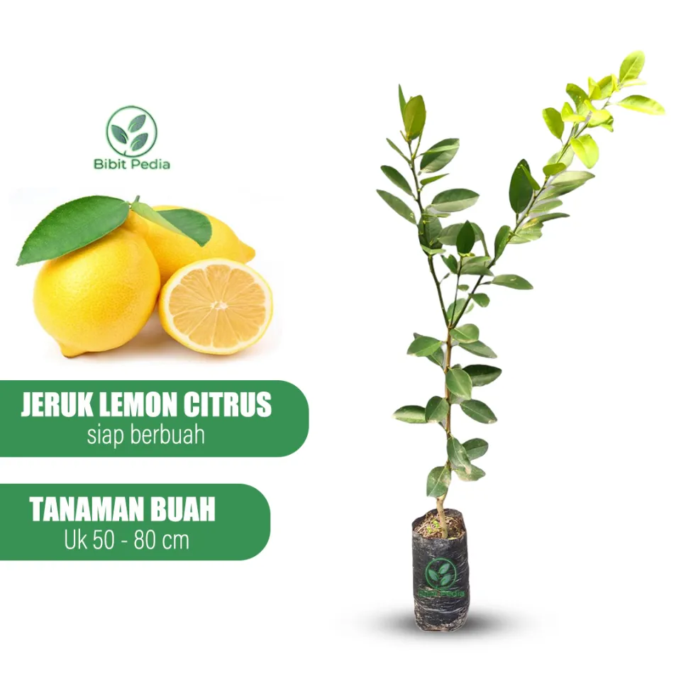 Pohon Lemon