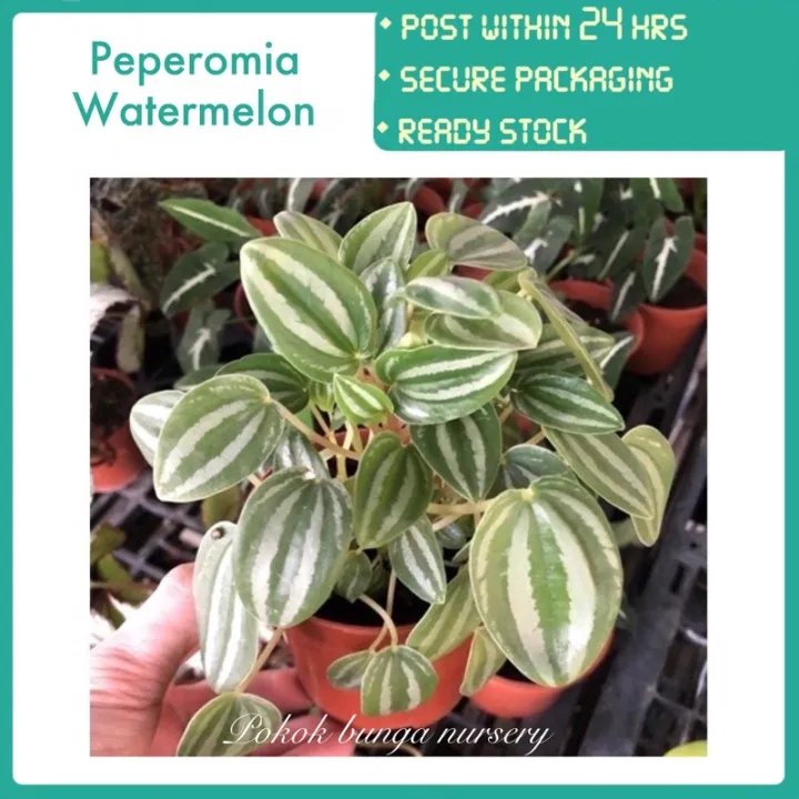 PBN - peperomia watermelon pokok bunga nursery indoor plant daun ...