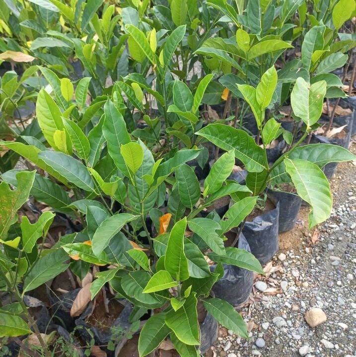 LANGKA OR JACKFRUIT TREE VARIETY OF LATEX LANGKA SEEDLINGS LIVE PLANTS ...