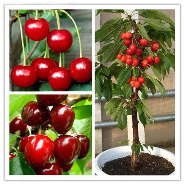 Cherry Seeds Home Indoor Fruit Bonsai Dwarf Cherry Tree Seed Planting ...