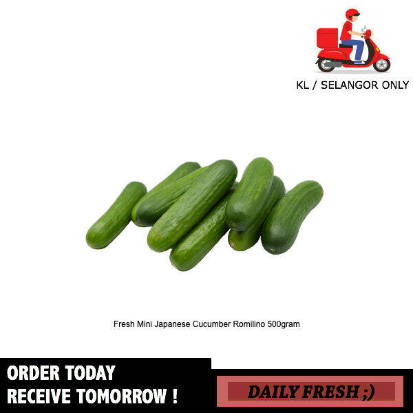 Fresh Mini Japanese Cucumber Romilino Timun Jepun Kecil 500gram Fresh ...