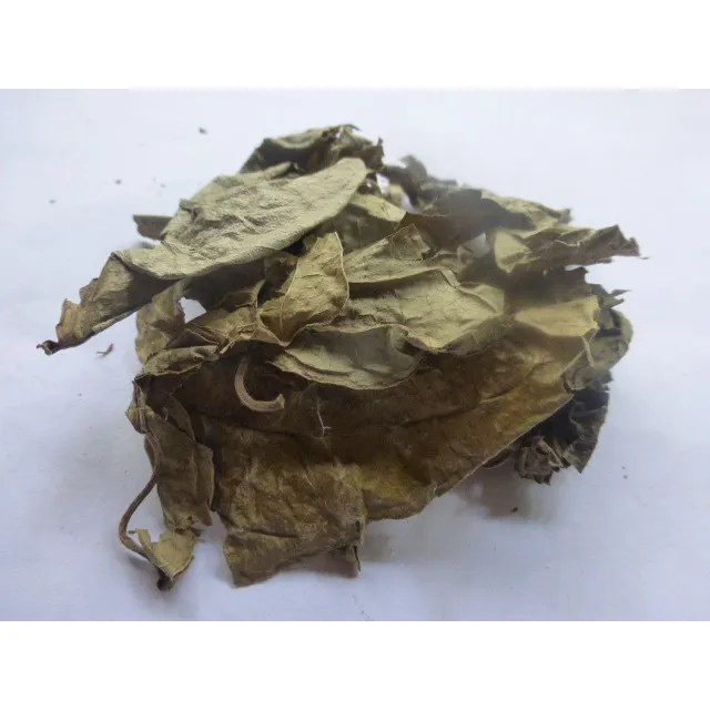 simplisia daun sirih hijau 1 kg | Lazada Indonesia