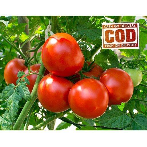 TOMAT REMPAI 20 biji / bibit / benih TOMAT REMPAI / TOMAT RAMPAI seed ...