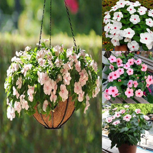 LOCAL READY STOCK 50 Pcs Bonsai Bunga Benih Bunga Tapak Dara Benih ...