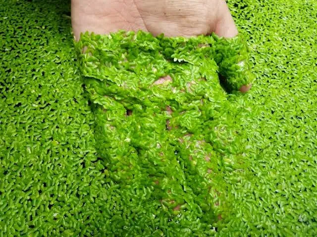 lemna minor - Duckweed - Matalele 100 gram | Lazada Indonesia