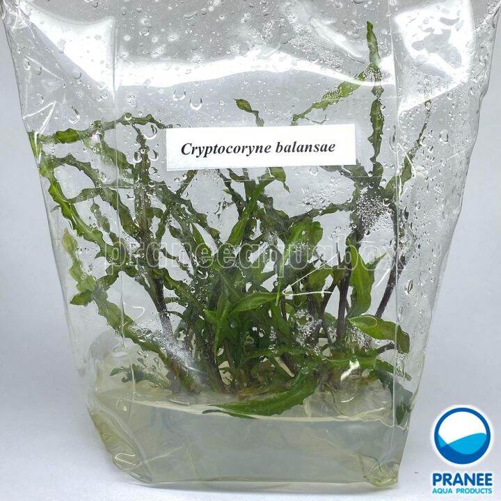 คริป Cryptocoryne Balansae เนื้อเยื่อ ต้นไม้น้ำ ตกแต่งตู้ปลา ***กรุณา ...