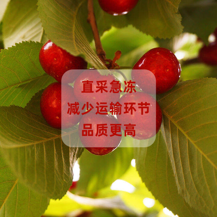 Fresh frozen cherry sour cherry 1kg imported from Poland for quick ...