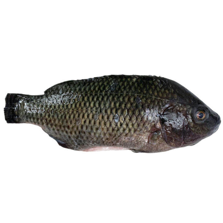 Fresh Catch Tilapia Cleaned (300-400g) | Lazada PH