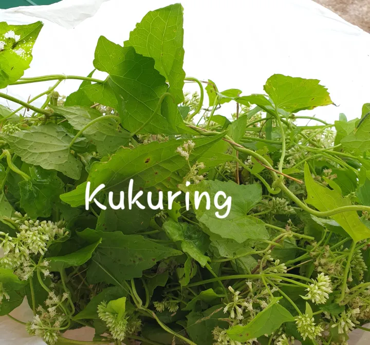 [Fresh Produk] Sembung Rambat Segar Kemasan 1KG Herbal Terbaik Untuk ...