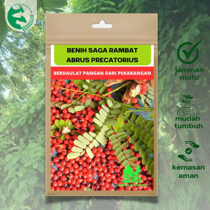 Benih Saga Rambat 10 Gram Urban Farming Unggul Mudah Tumbuh | Lazada ...