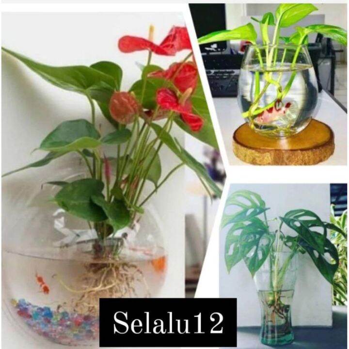 PAKET 3 TANAMAN HIAS HIDUP DI AIR - micky mouse - janda bolong ...