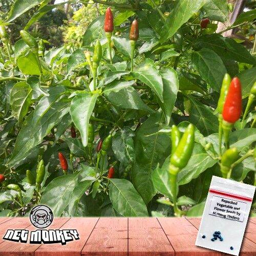 buy one get one free, 50 seeds (not plants)Siling Labuyo Native Seeds ...