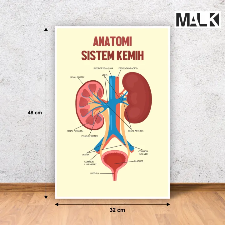 Poster ANATOMI SISTEM KEMIH | Lazada Indonesia