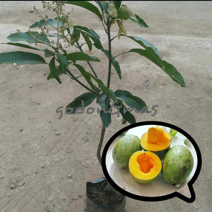 Bibit mangga Budi raja | Lazada Indonesia