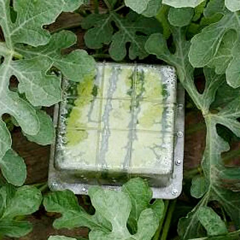 Square Watermelon Mold