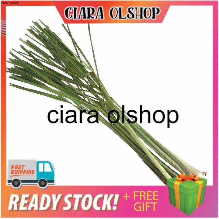 Daun Serai / Daun Sereh / Serai Jumbo bumbu dapur | Lazada Indonesia