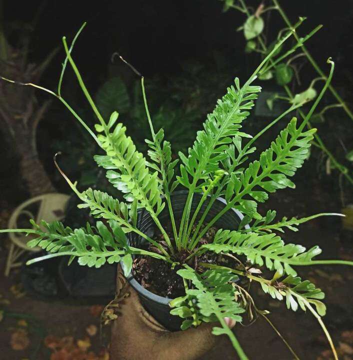 Japanese Asplenium Kenzoi Fern Live Plant with FREE plastic pot ...