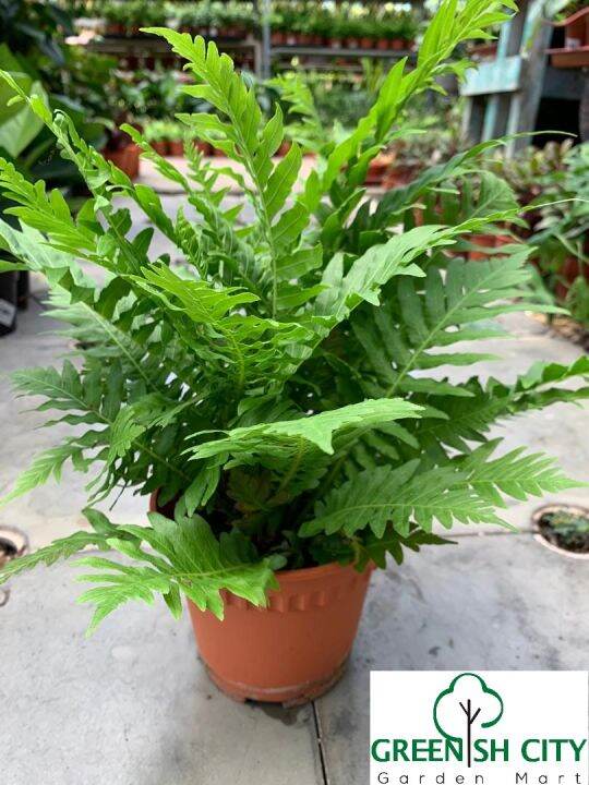 GardenMart4U Blechnum Silver Lady Fern Live Plant Pokok Paku Pakis 美人蕨 ...