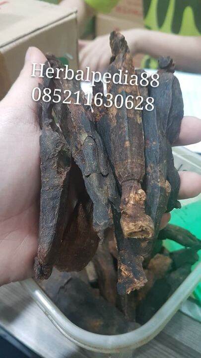 Gao li sen ginseng korea yit niu 39gram/ ginseng merah | Lazada Indonesia