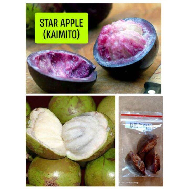 linbei/ Caimito Seeds or Star Apple Tree | Lazada PH