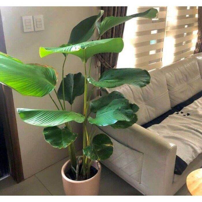 tanaman hias pisang pisangan calathea/lutea | Lazada Indonesia