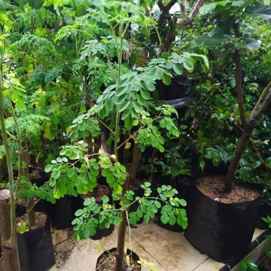 Pohon Kelor Bibit Pohon Kelor Tanaman Kelor | Lazada Indonesia