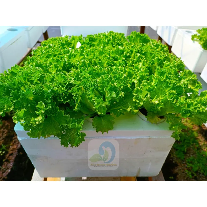 RZ Lalique Lettuce Pills (50pcs) - Rijk Zwaan(It's a seed, not a plant ...